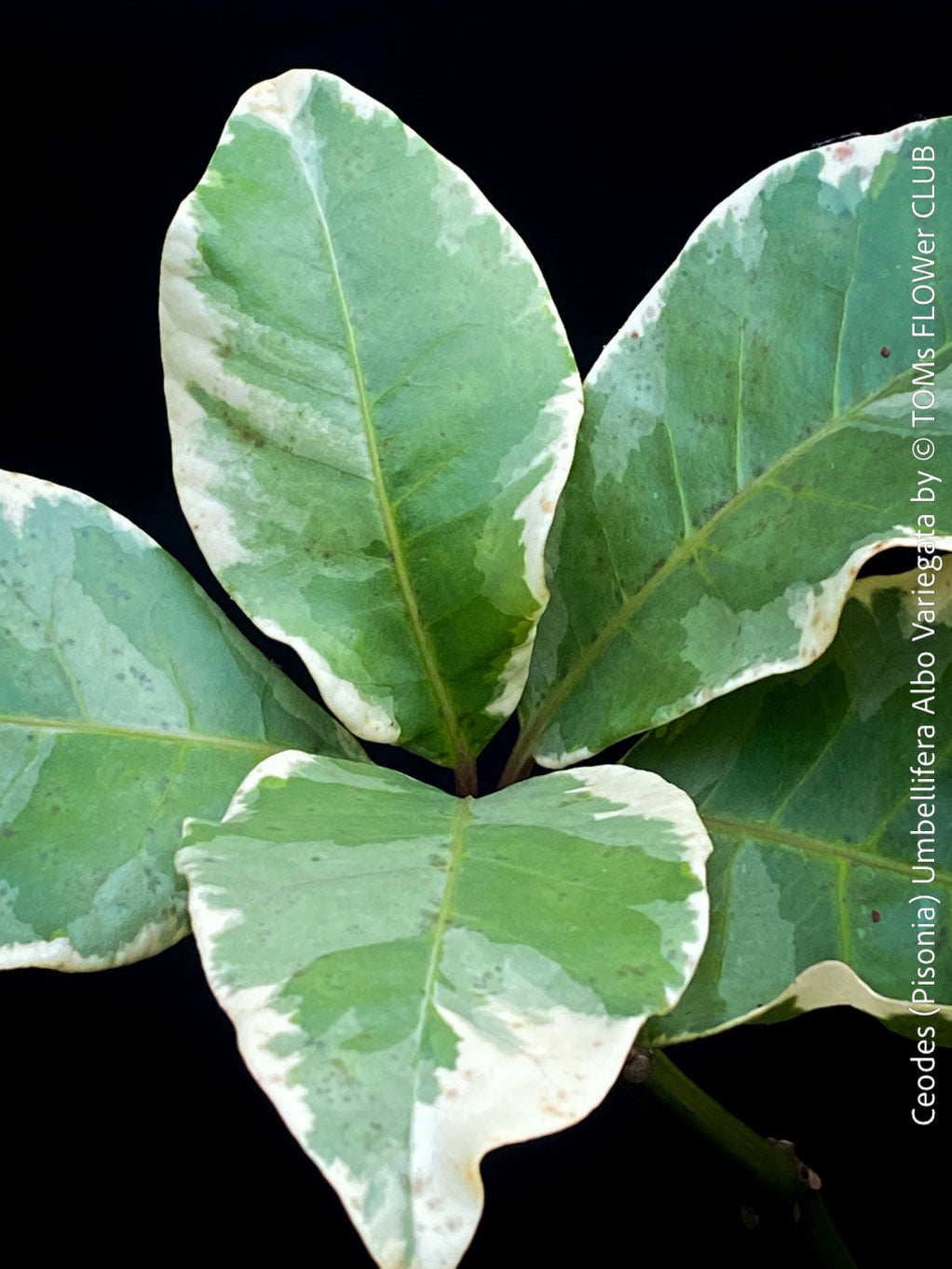 Ceodes - Pisonia Umbellifera Albo Variegata – A Rare Tropical Beauty f ...