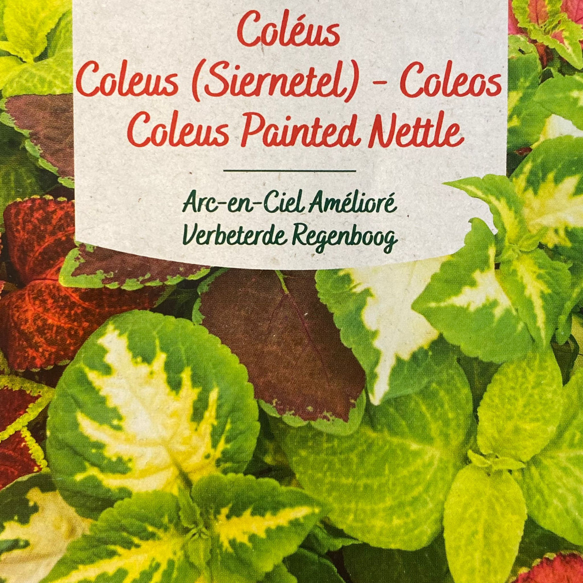 How to Propagate Coleus from Seeds: A Step-by-Step Guide– tomsflowerclub.ch