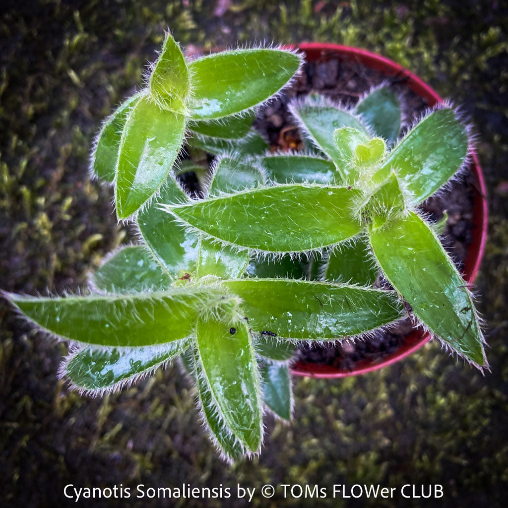 Cyanotis Somaliensis vs. Tradescantia Cyanotis - Name History ...