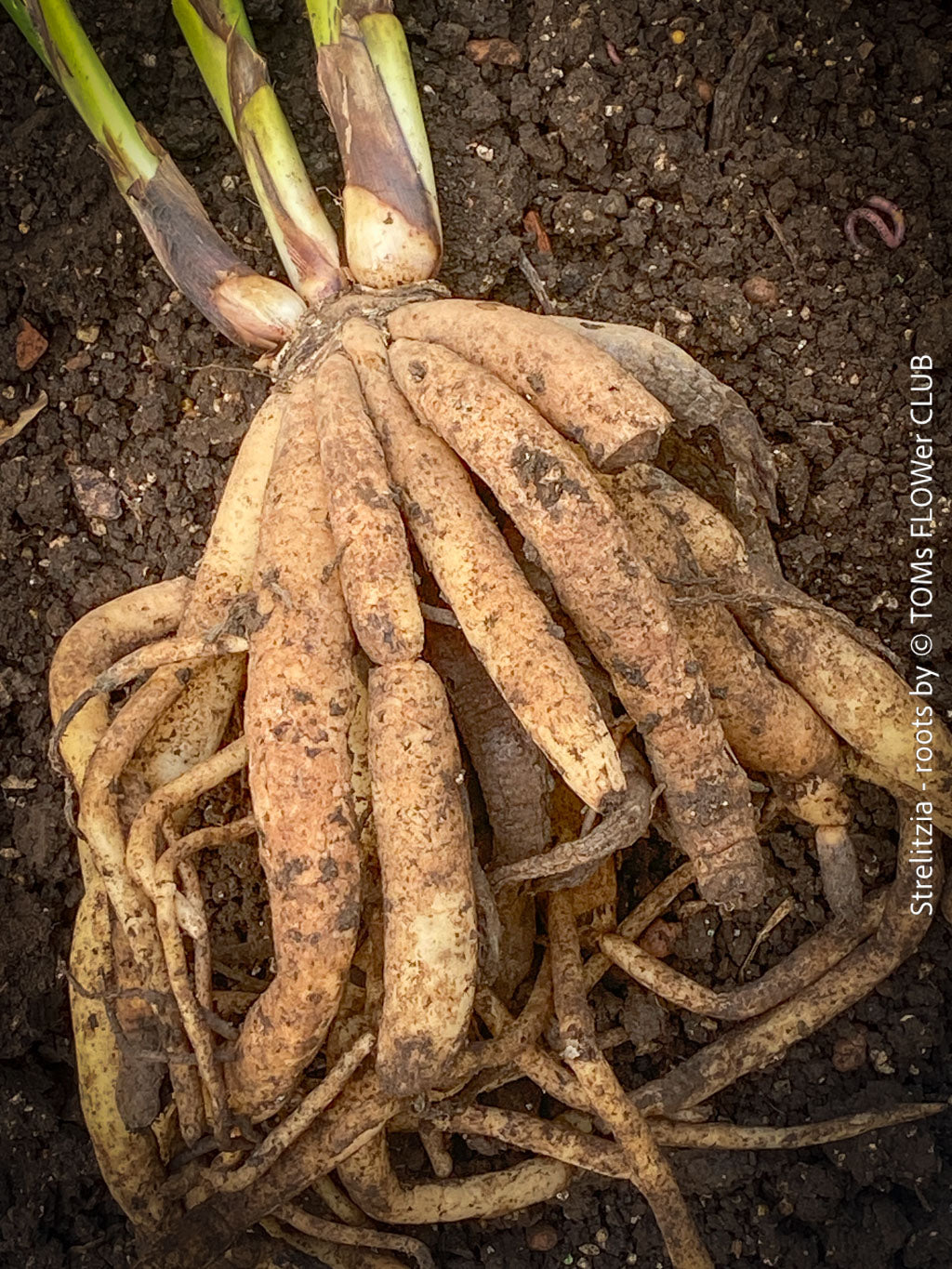Strelitzia Roots – Structure, Repotting and Care Guide | TOMs FLOWer ...