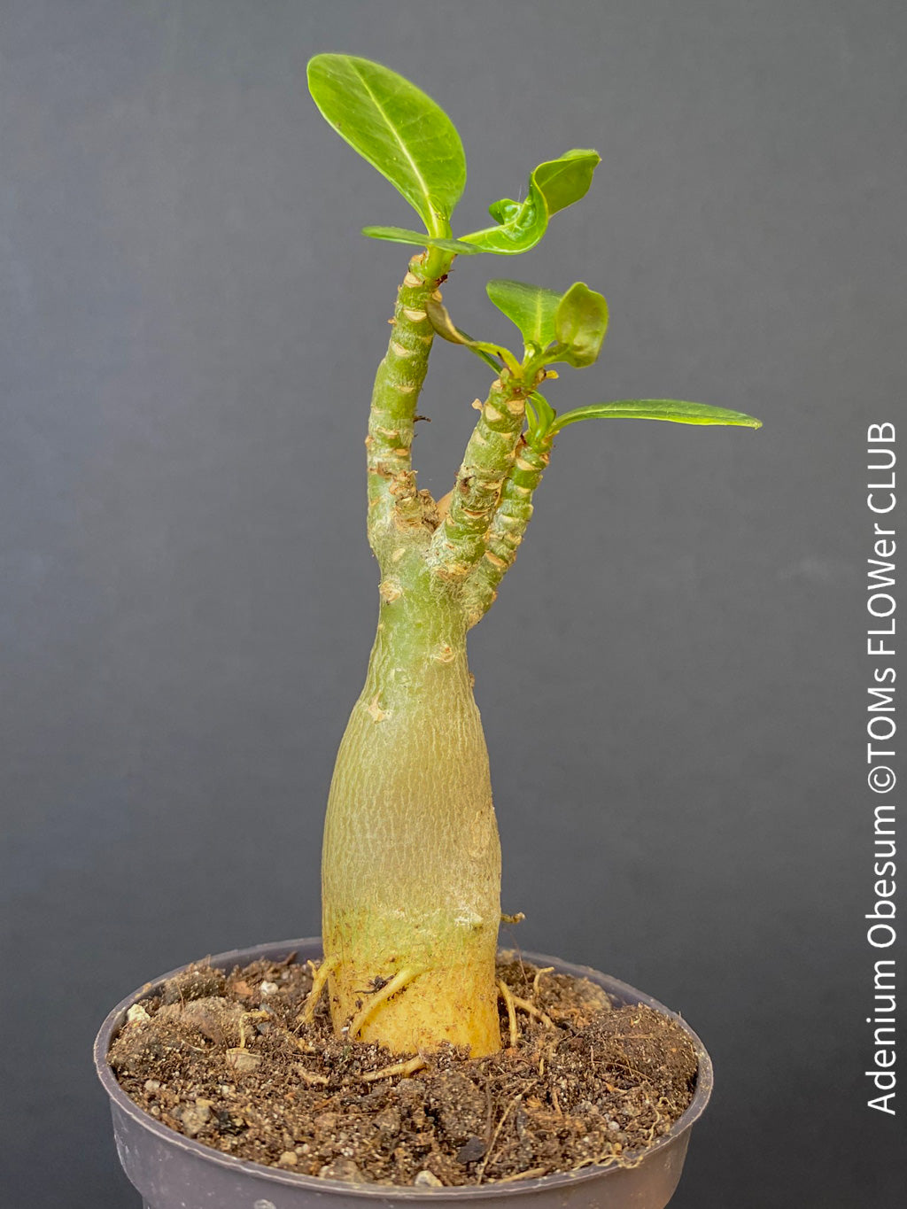 Adenium Obesum | Desert Rose | organically grown tropical caudex plants ...