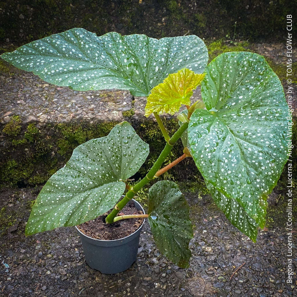 Begonia Lucerna | organically grown plants | TOMs FLOWer CLUB ...