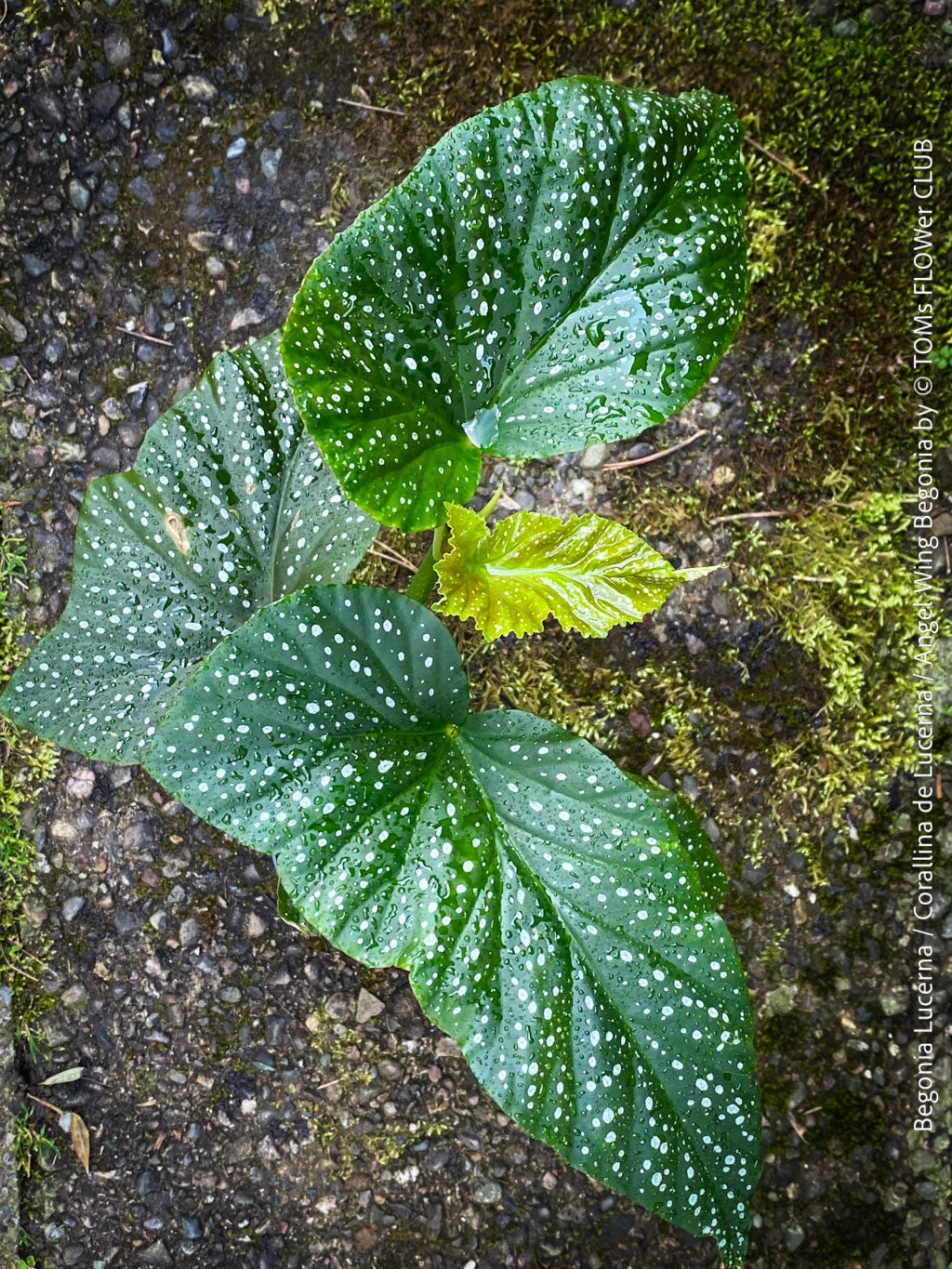 Begonia Lucerna | organically grown plants | TOMs FLOWer CLUB ...