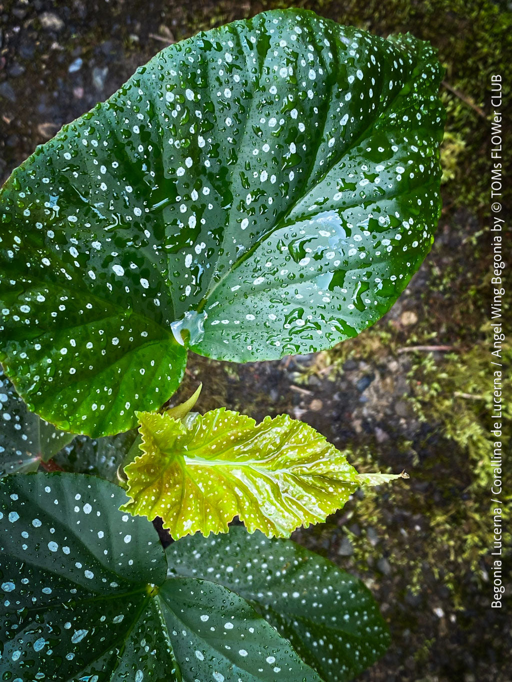 Begonia Lucerna | organically grown plants | TOMs FLOWer CLUB ...