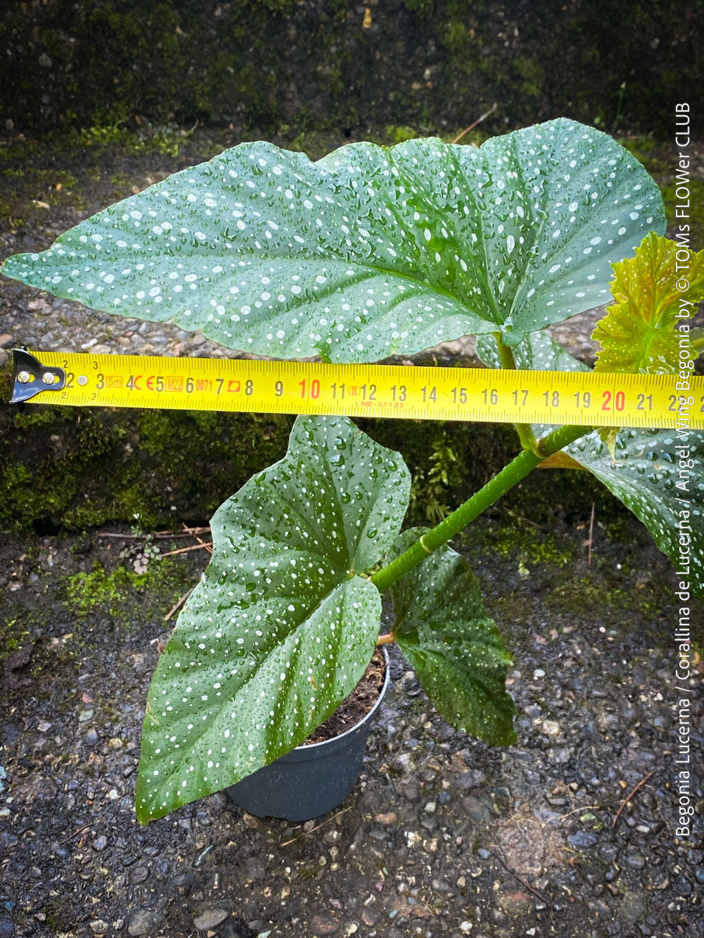 Begonia Lucerna | organically grown plants | TOMs FLOWer CLUB ...
