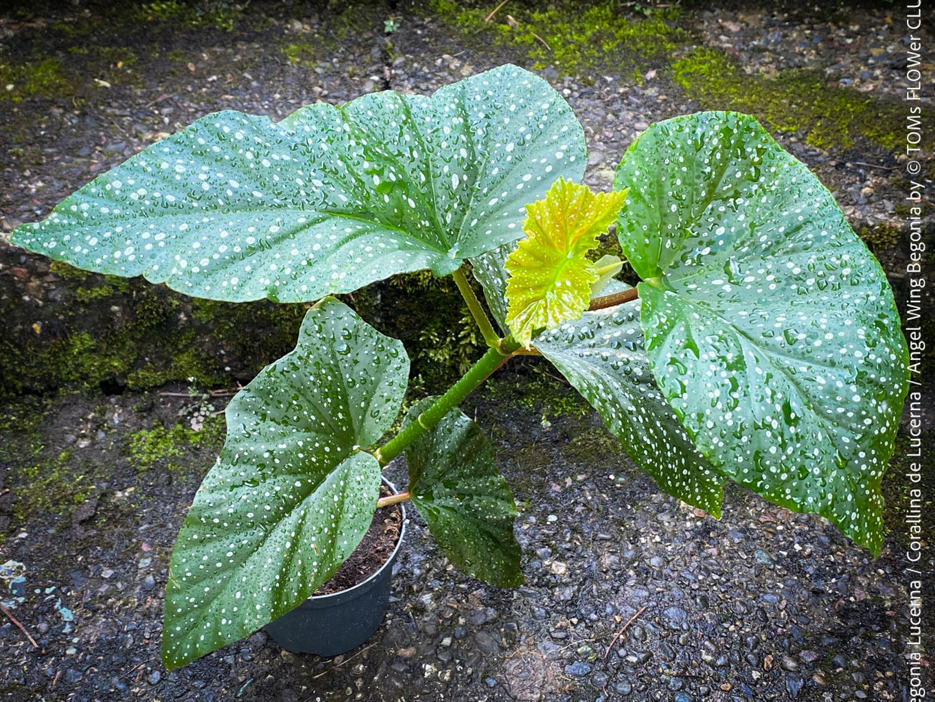 Begonia Lucerna | organically grown plants | TOMs FLOWer CLUB ...