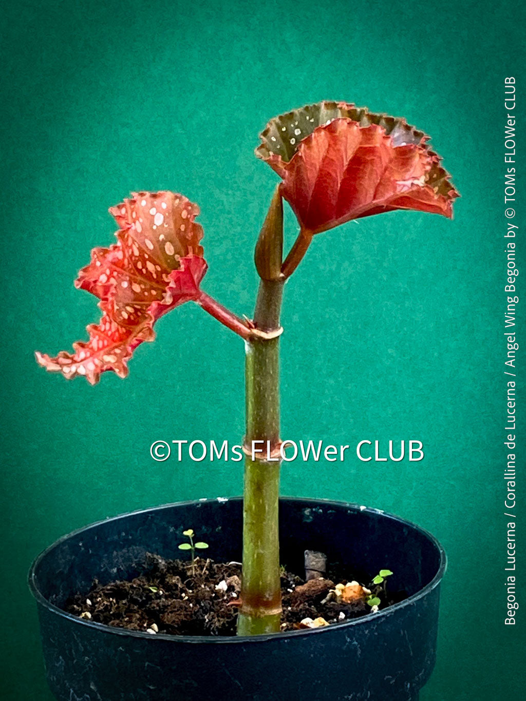 Begonia Lucerna | organically grown plants | TOMs FLOWer CLUB ...