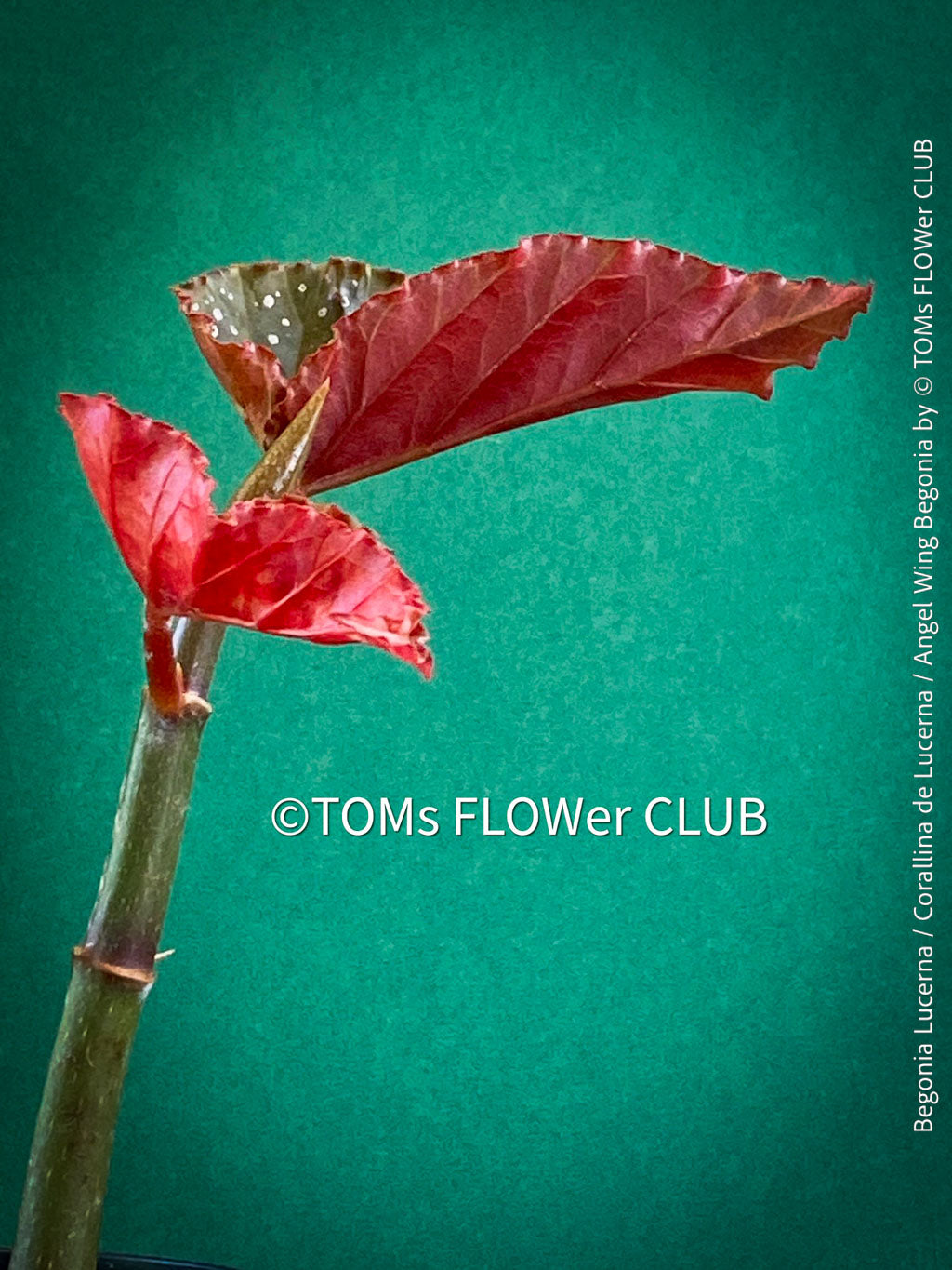 Begonia Lucerna | organically grown plants | TOMs FLOWer CLUB ...