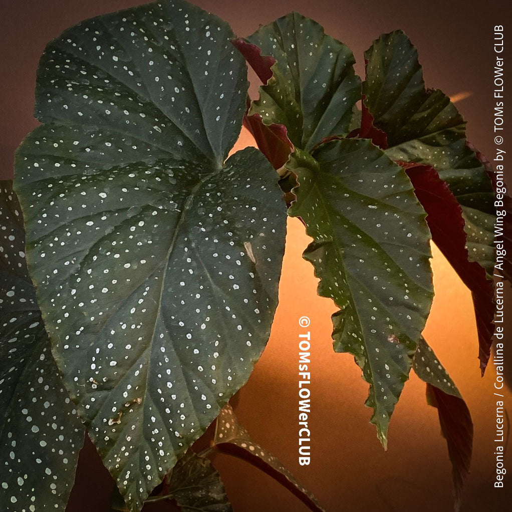 Begonia Lucerna | organically grown plants | TOMs FLOWer CLUB ...