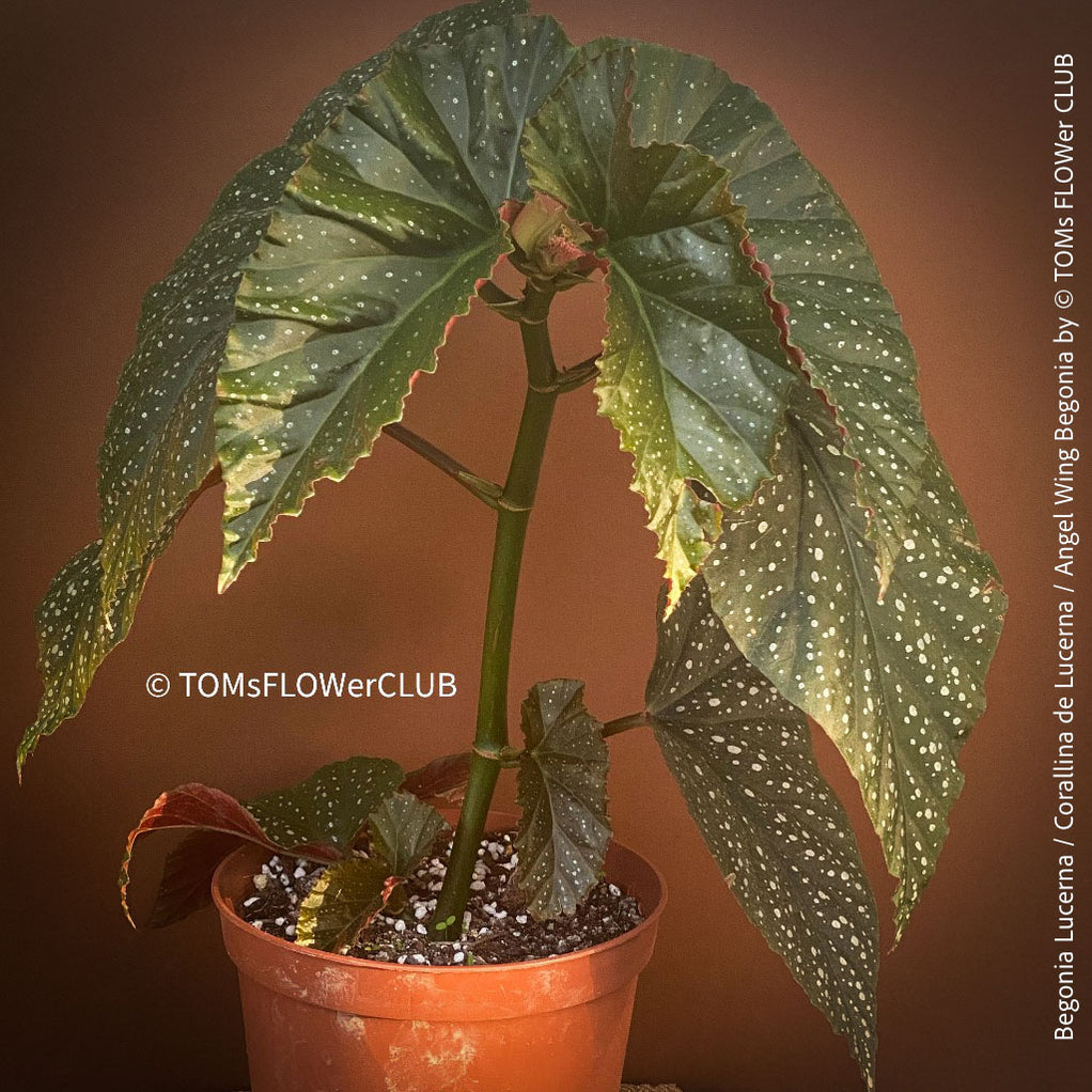 Begonia Lucerna | organically grown plants | TOMs FLOWer CLUB ...