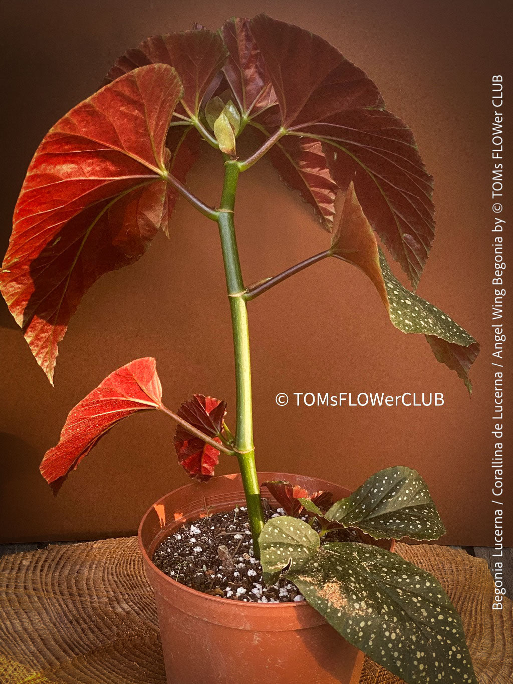 Begonia Lucerna | organically grown plants | TOMs FLOWer CLUB ...