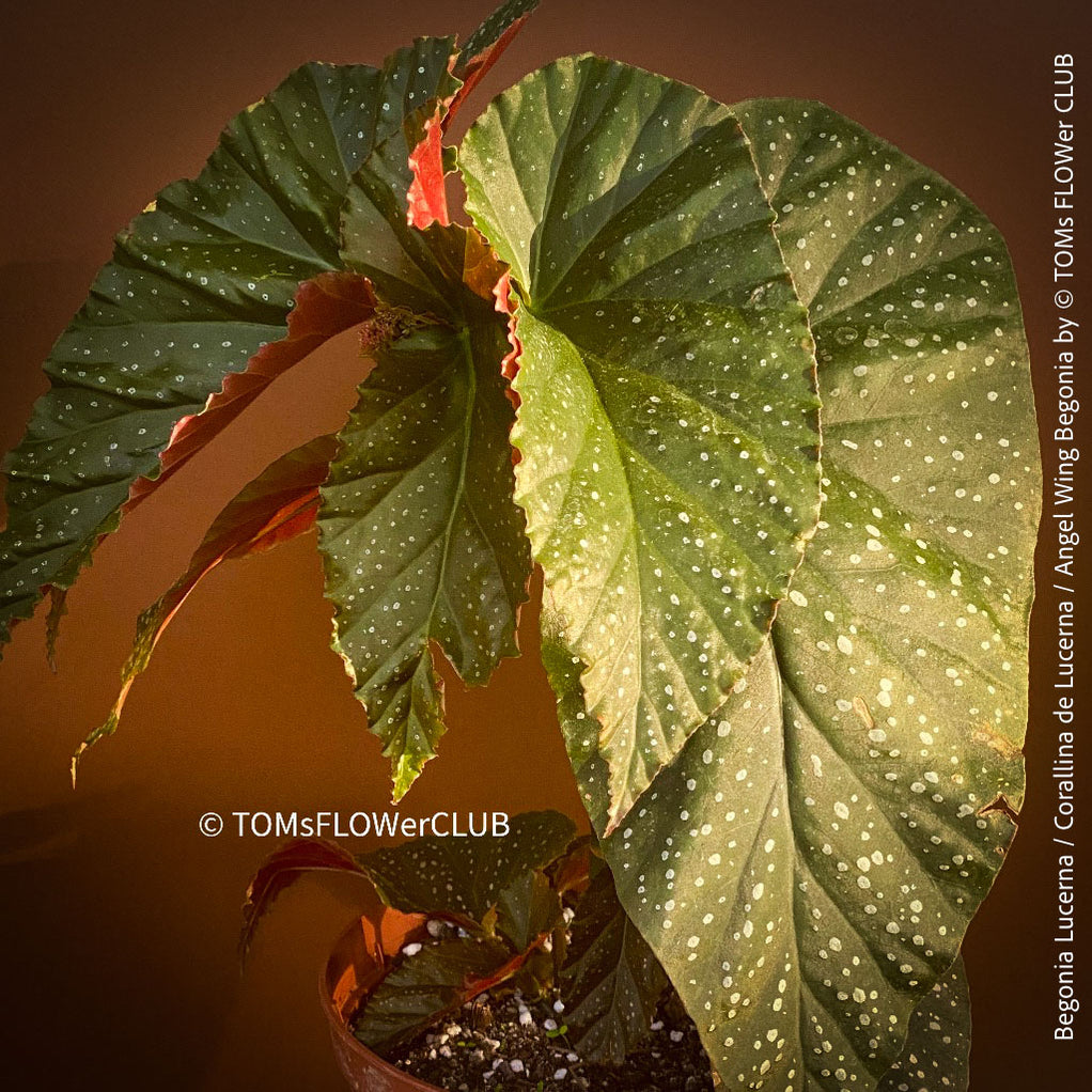 Begonia Lucerna | organically grown plants | TOMs FLOWer CLUB ...