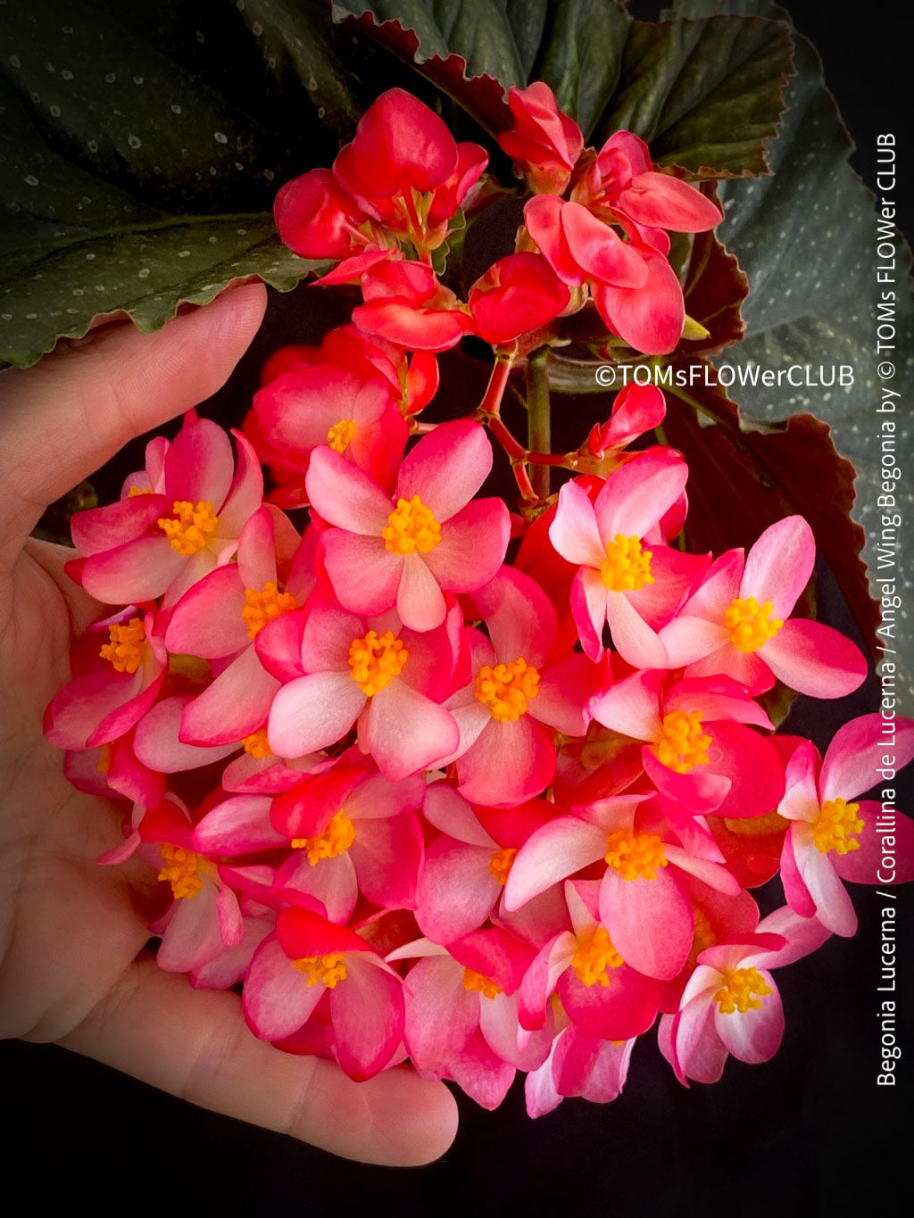 Begonia Lucerna | organically grown plants | TOMs FLOWer CLUB ...