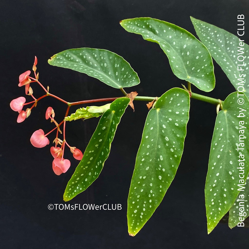 Begonia Maculata Tamaya | organically grown tropical plants | TOMs ...