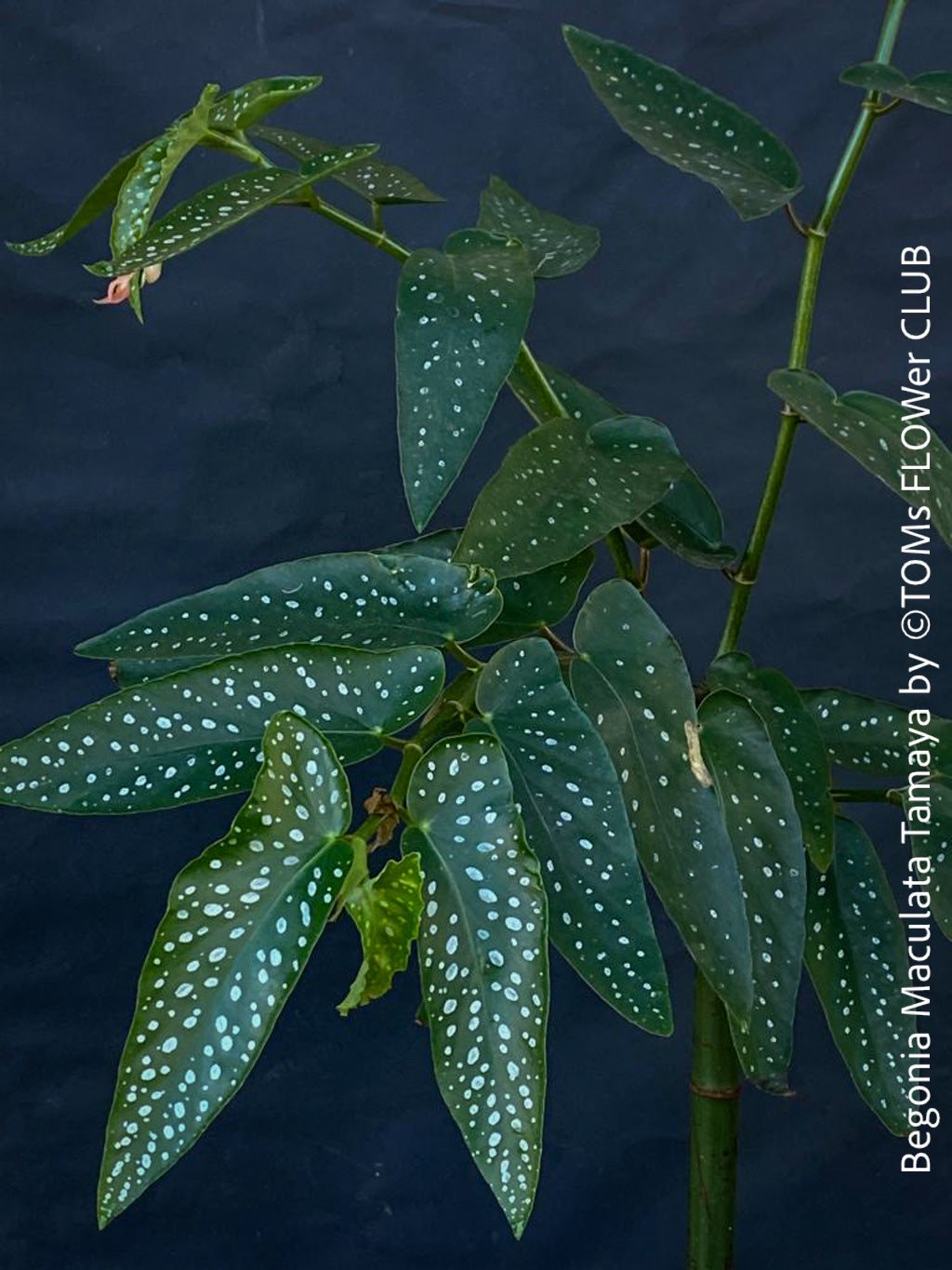 Begonia Maculata Tamaya | organically grown tropical plants | TOMs ...