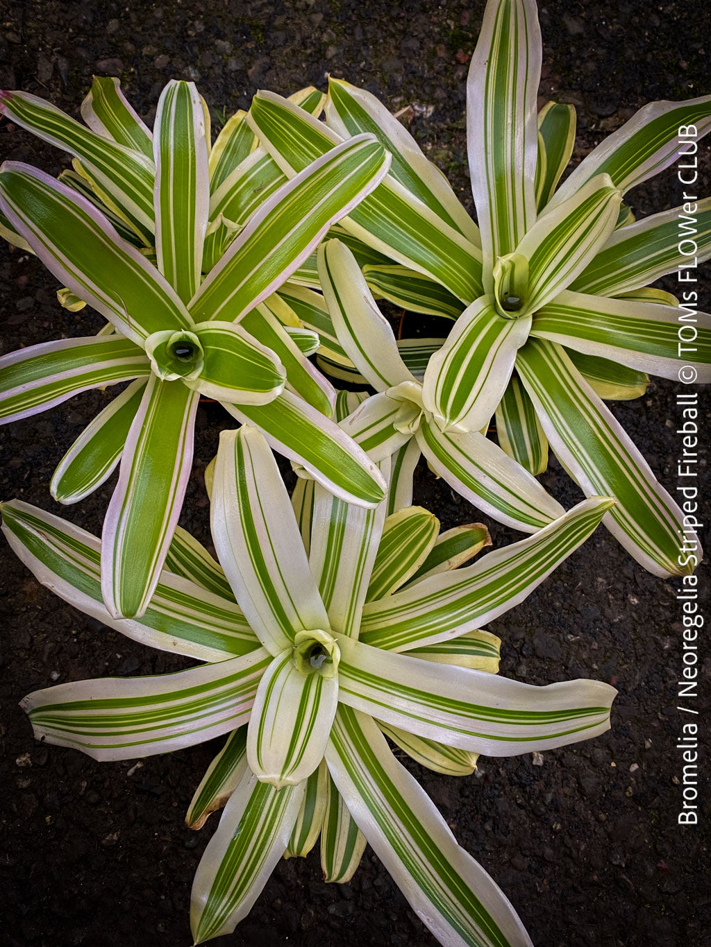 Bromelia - Neoregelia Striped Fireball | organically grown tropical ...
