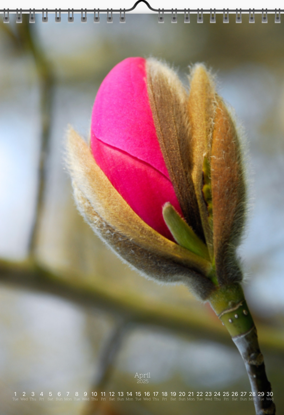 Calendar - MAGNOLIA WHISPER 2026 | designed by TOMas Rodak for TOMs ...