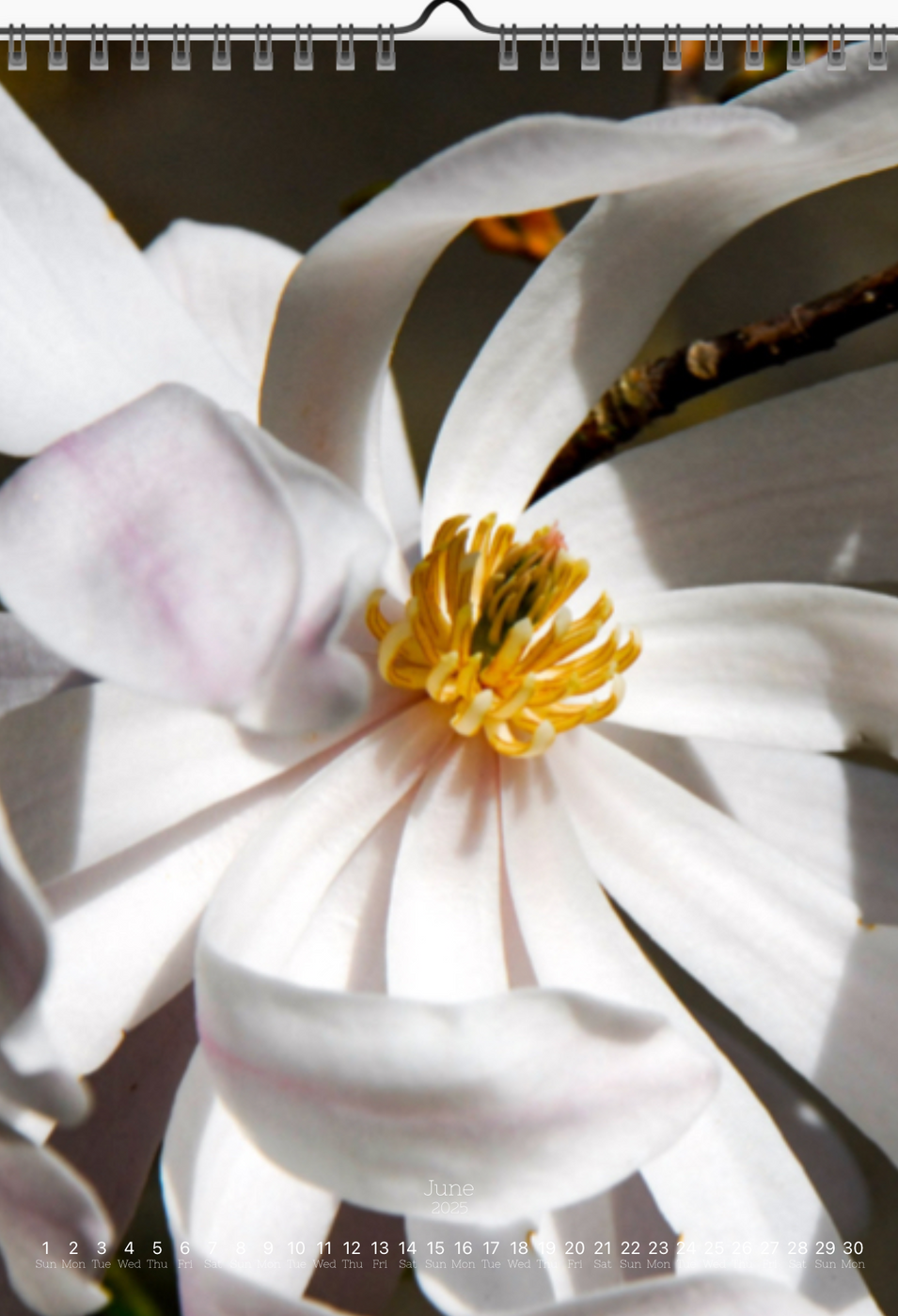 Calendar - MAGNOLIA WHISPER 2026 | designed by TOMas Rodak for TOMs ...