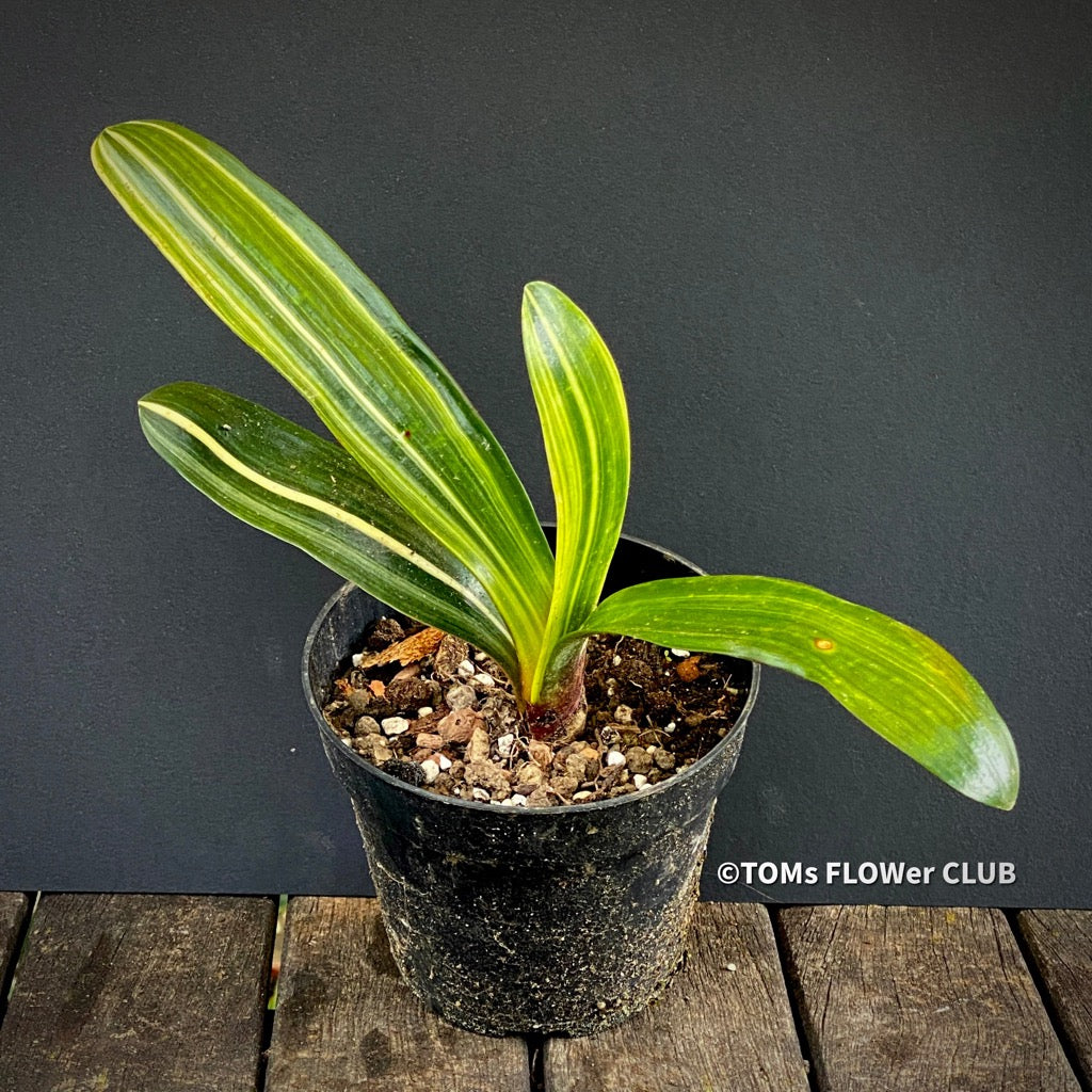 Clivia Miniata Variegata | Japanese Daruma Clivia | TOMs FLOWer CLUB– tomsflowerclub.ch