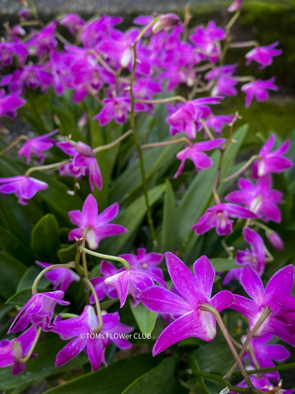 Dendrobium Kingianum | violet rosa flowering orchid | organically grown ...