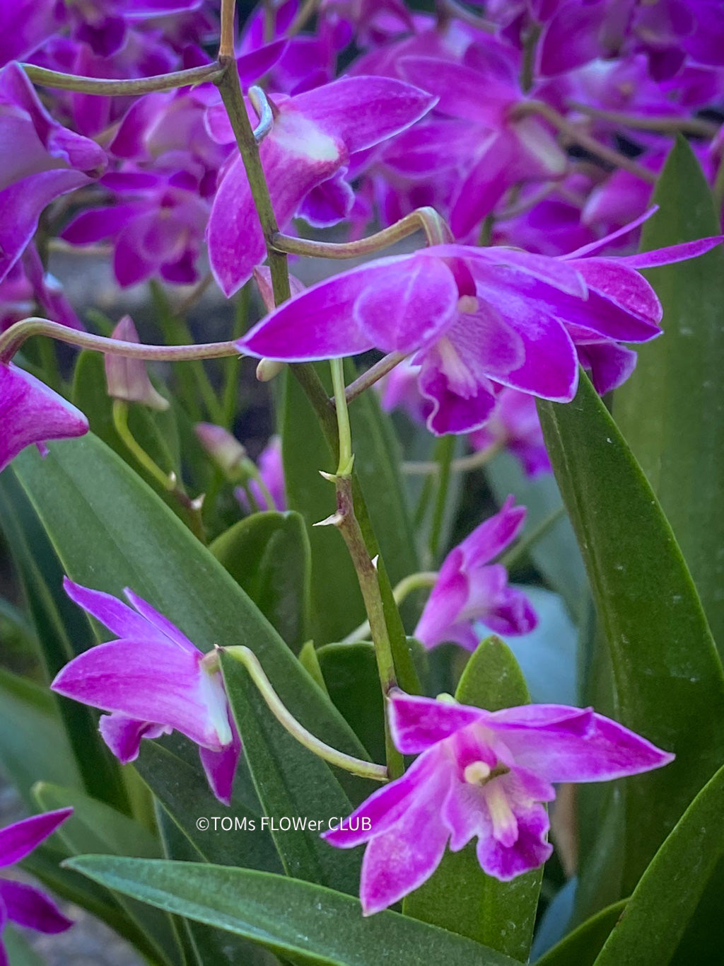 Dendrobium Kingianum | violet rosa flowering orchid | organically grown ...