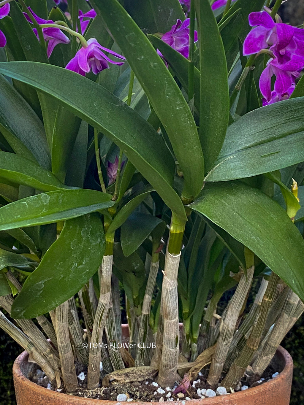 Dendrobium Kingianum | violet rosa flowering orchid | organically grown ...