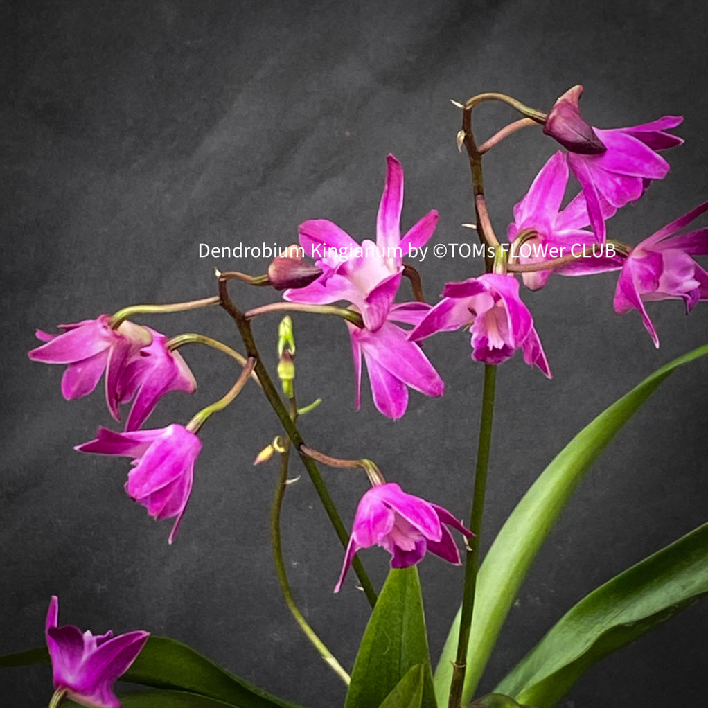 Dendrobium Kingianum | violet rosa flowering orchid | organically grown ...