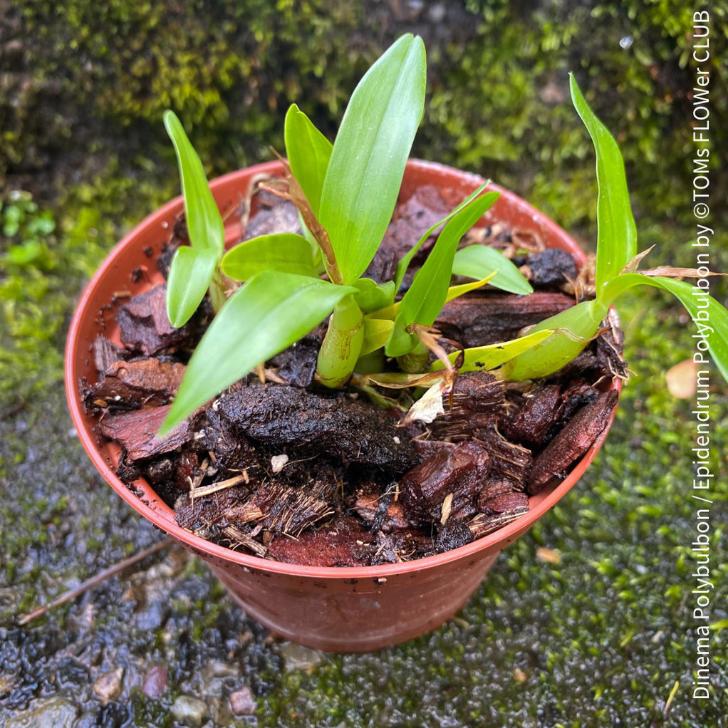 Dinema Polybulbon - Epidendrum Polybulbon | organically grown tropical ...