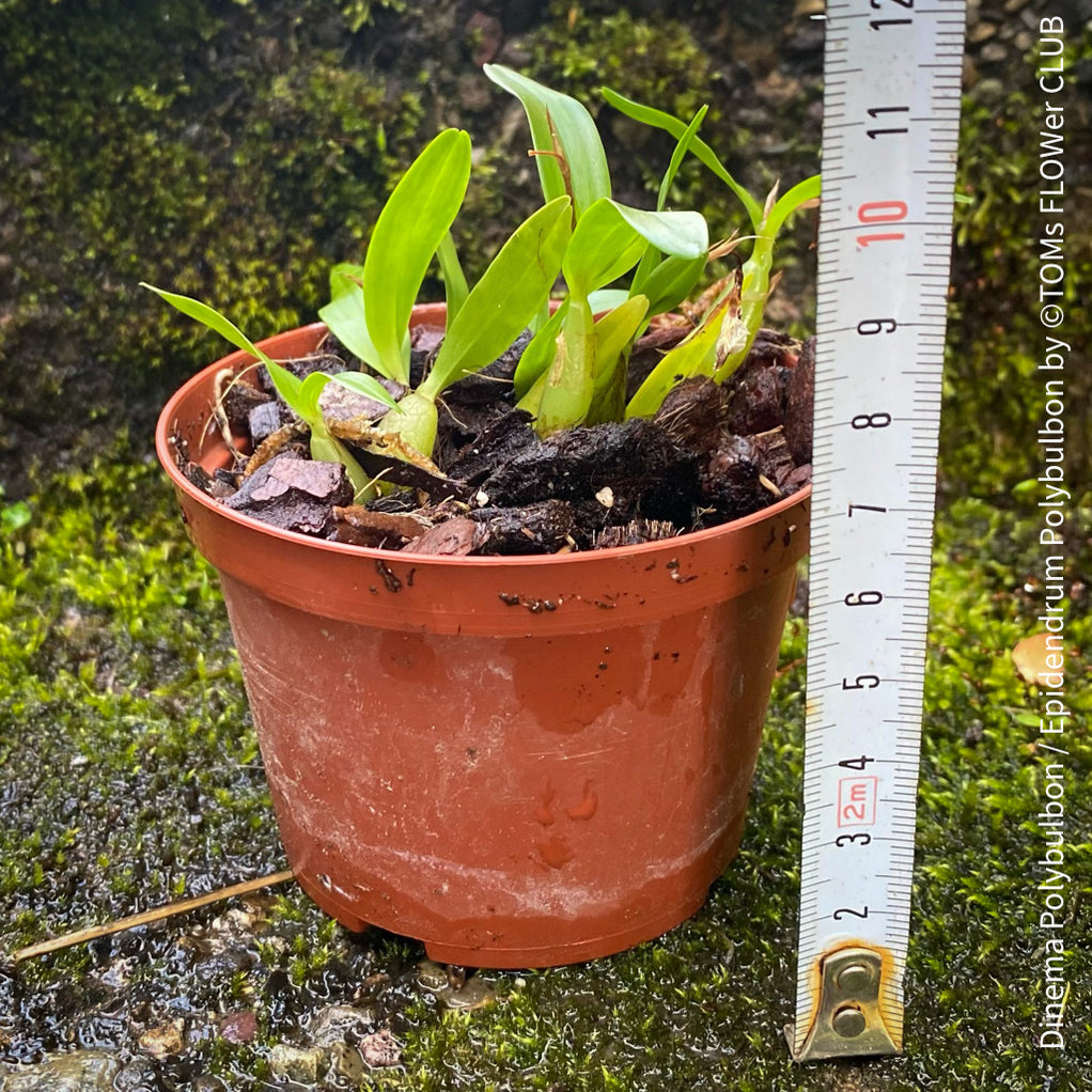 Dinema Polybulbon - Epidendrum Polybulbon | organically grown tropical ...