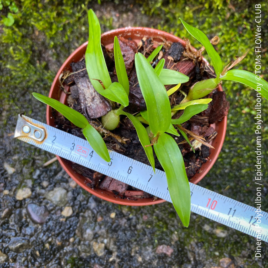 Dinema Polybulbon - Epidendrum Polybulbon | organically grown tropical ...