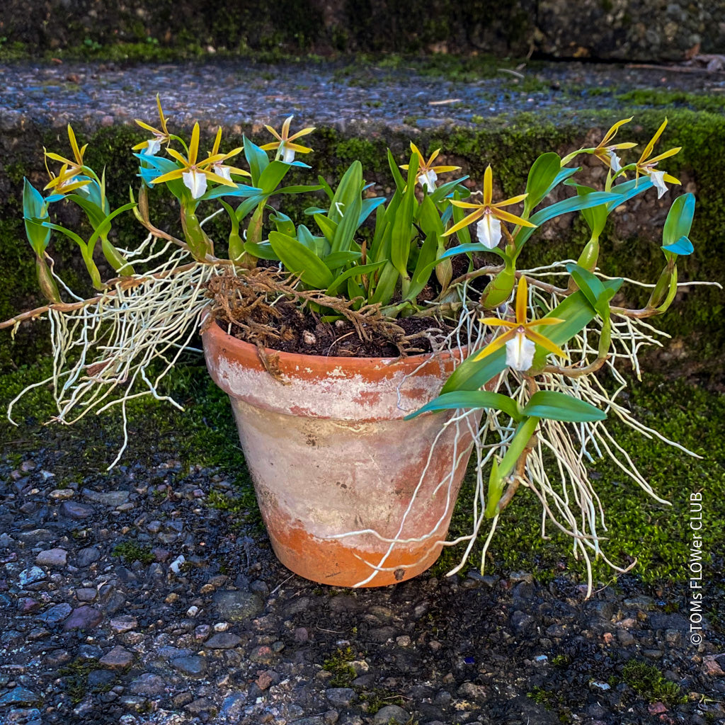 Dinema Polybulbon - Epidendrum Polybulbon | organically grown tropical ...
