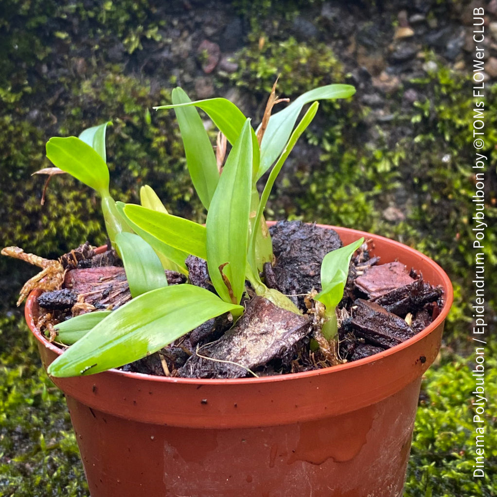 Dinema Polybulbon - Epidendrum Polybulbon | organically grown tropical ...
