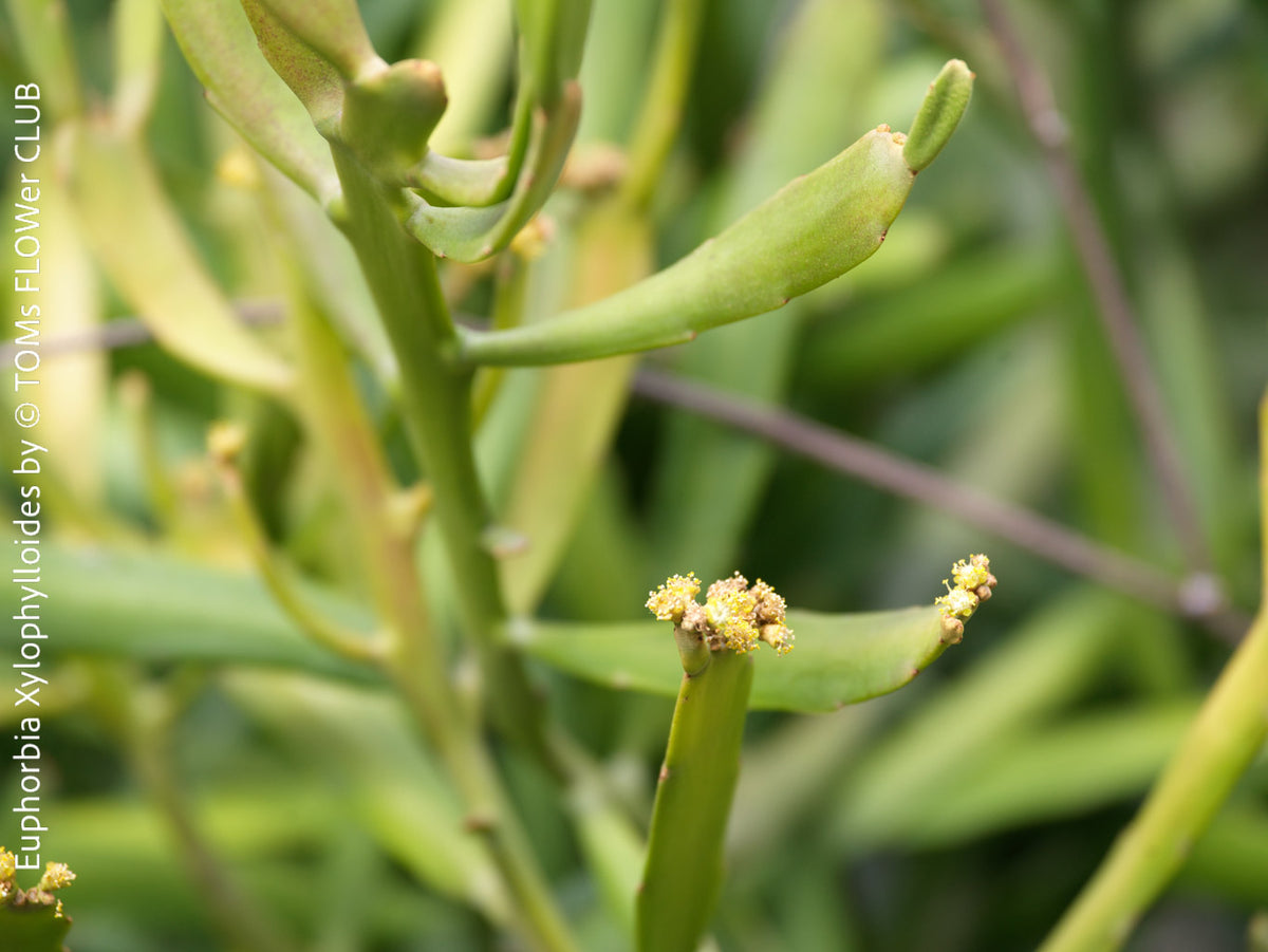 Euphorbia Xylophylloides | organically grown succulent plants | TOMs ...