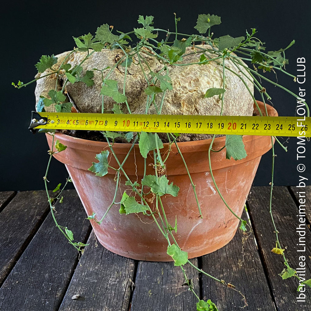 Ibervillea Lindheimeri | organically grown caudex plants | TOMs FLOWer ...