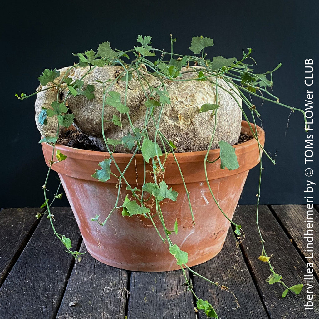 Ibervillea Lindheimeri | organically grown caudex plants | TOMs FLOWer ...
