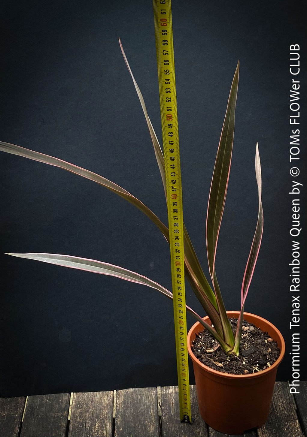 Phormium Tenax | New Zealand Flax | organically grown tropical plants ...