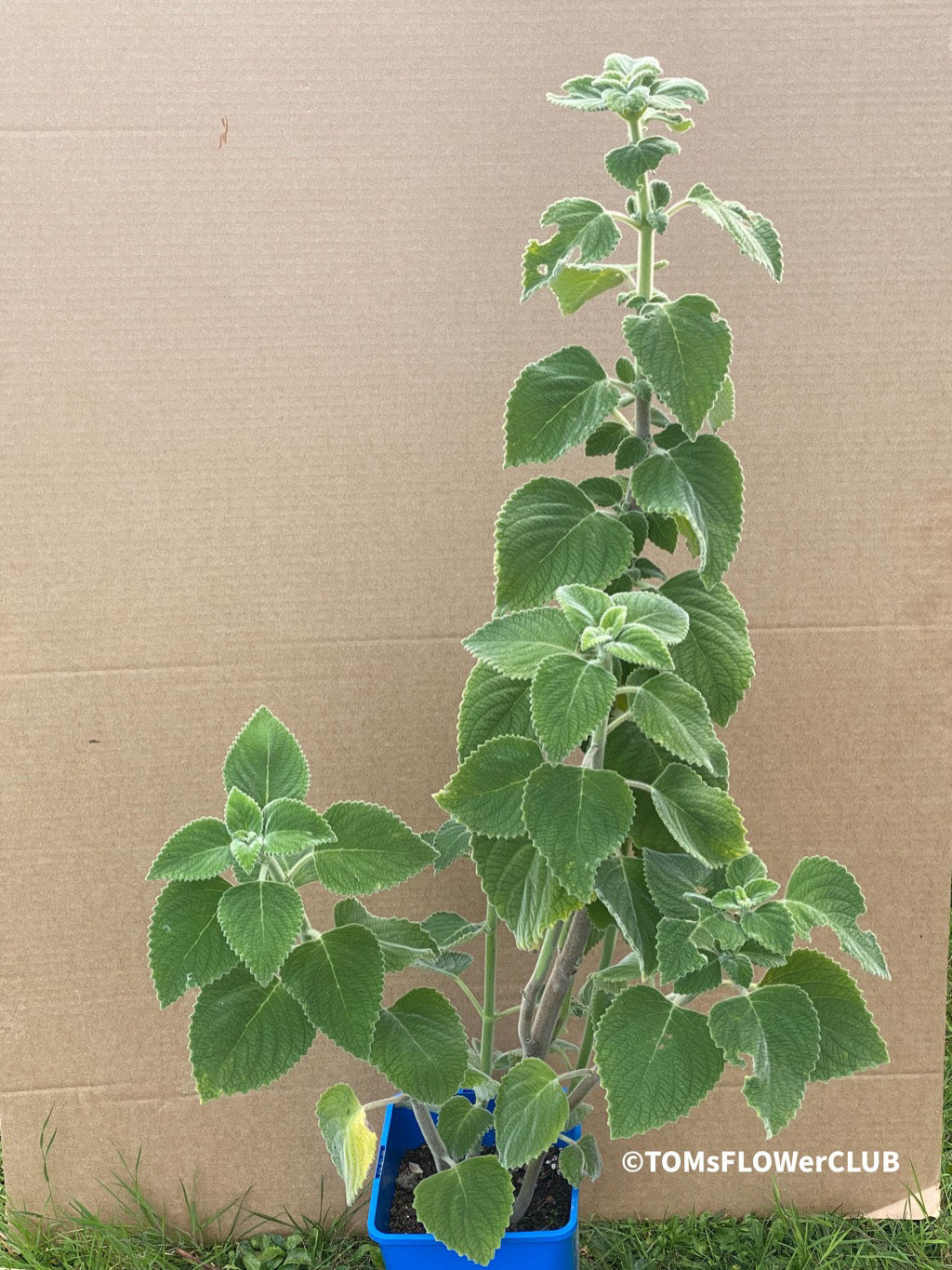Plectranthus sp. Mount Carbine | organically grown plants | TOMs FLOWer ...