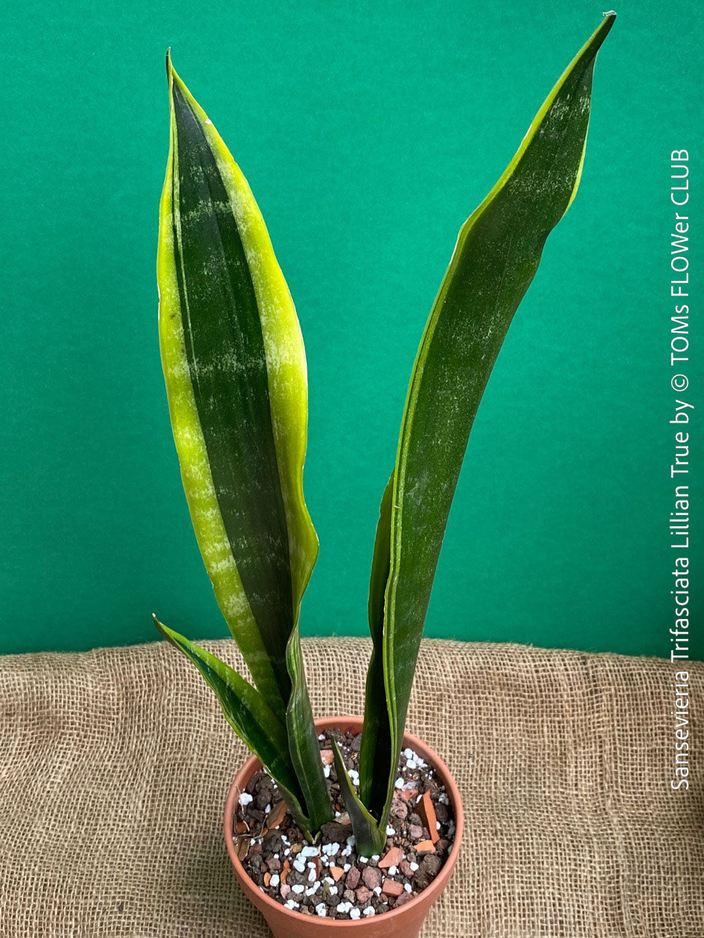 Sansevieria Trifasciata Lillian True | organically grown succulent ...