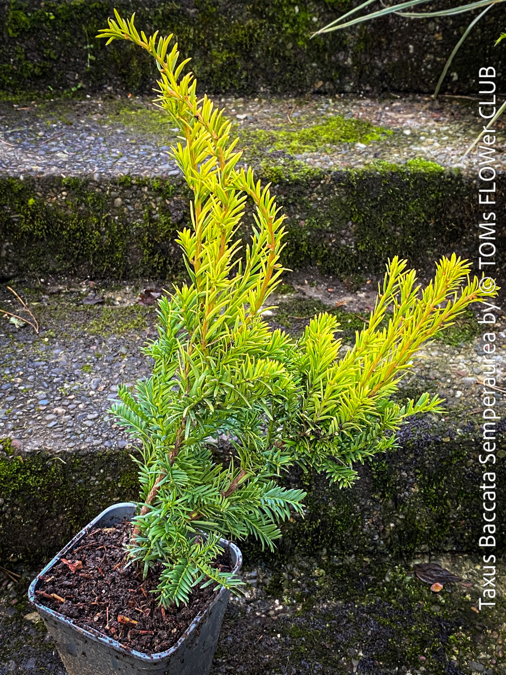 Taxus Baccata Semperaurea | organically grown garden plants | TOMs ...
