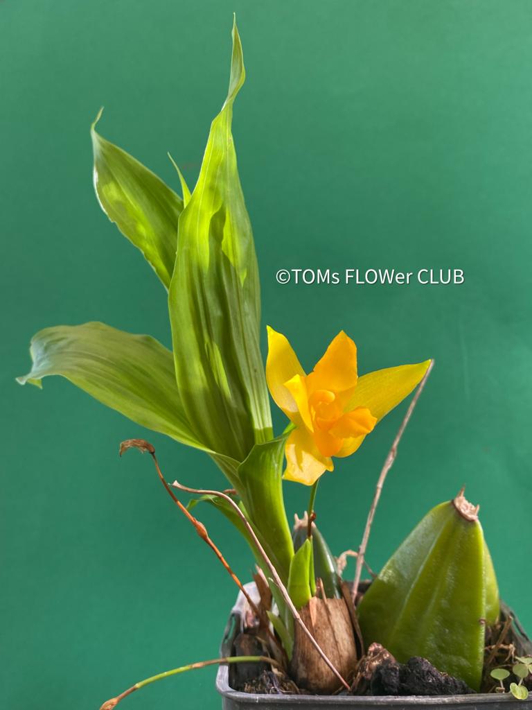 Lycaste Aromatica - yellow flowering orchid | organically grown ...