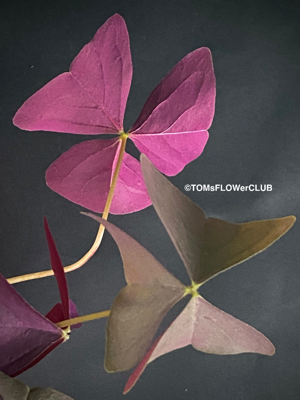 Oxalis Triangularis Sanne | organically grown plants | TOMs FLOWer CLUB– tomsflowerclub.ch