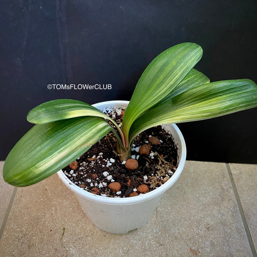 Clivia Miniata Variegata | Japanese Daruma Clivia | TOMs FLOWer CLUB– tomsflowerclub.ch